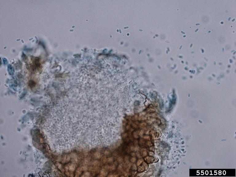 Phoma blight (Phoma herbarum Westend., 1852)