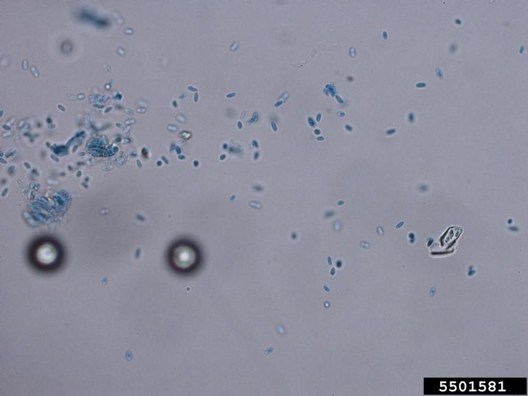 Phoma blight (Phoma herbarum Westend., 1852)