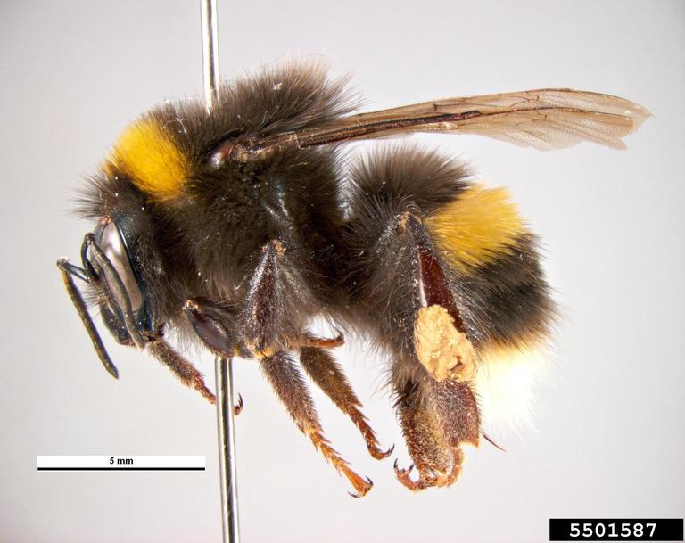 large earth bumblebee (Bombus terrestris audax (Harris, 1790))