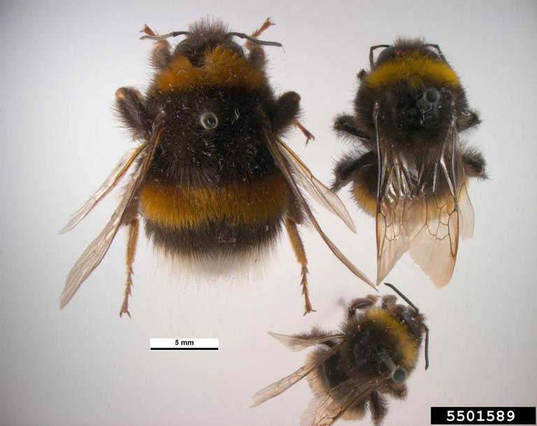 large earth bumblebee (Bombus terrestris audax (Harris, 1790))