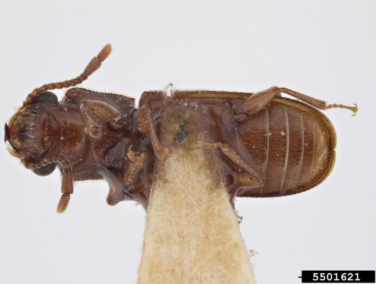 powderpost beetle (Lyctoxylon dentatum (Pascoe, 1866))