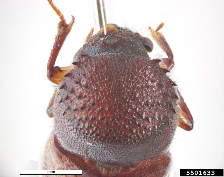 auger beetle (Sinoxylon anale Lesne, 1897)