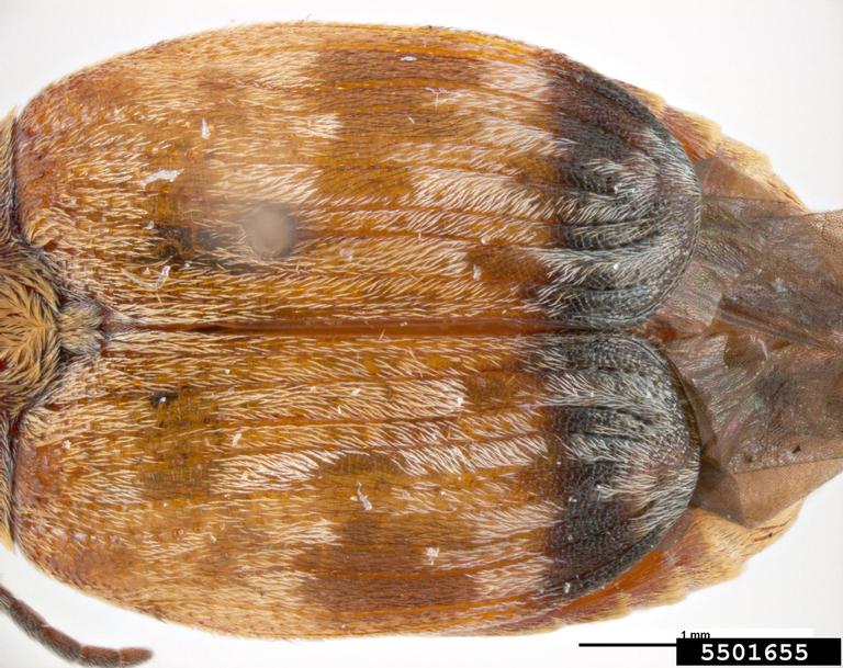 East Asian seed beetle (Megabruchidius tonkineus (Pic, 1904))