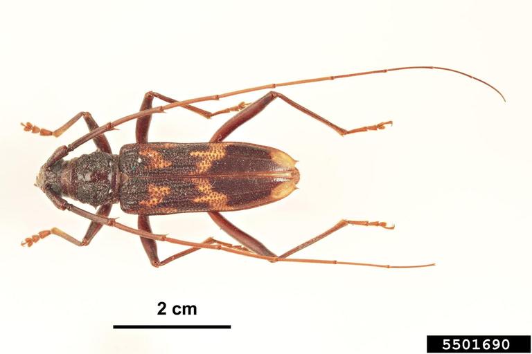 common longhorn beetle (Phoracantha tricuspis Newman, 1840)