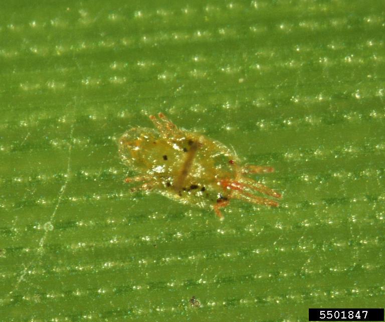 flat mite (Genus Acaricis)