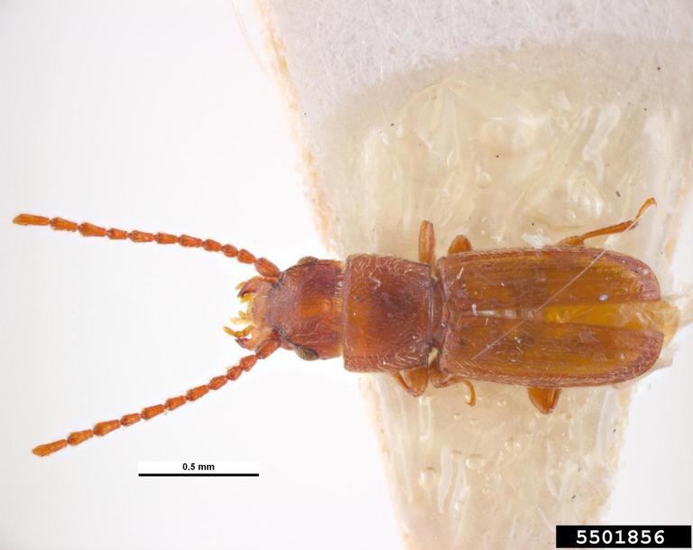 lined flat bark beetle (Cryptolestes pusilloides (Steel & Howe, 1952))