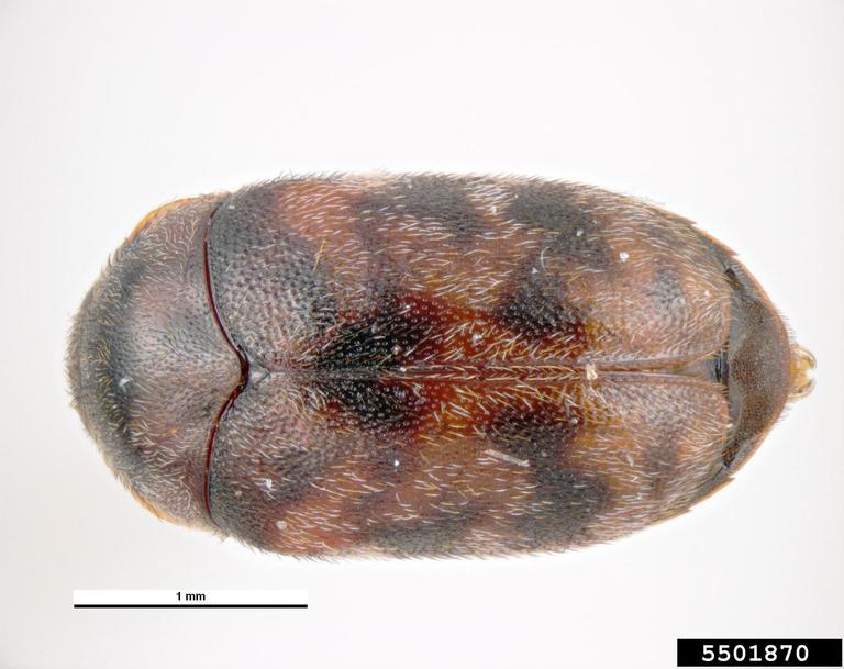 trogoderma dermestid beetle (Trogoderma varium)