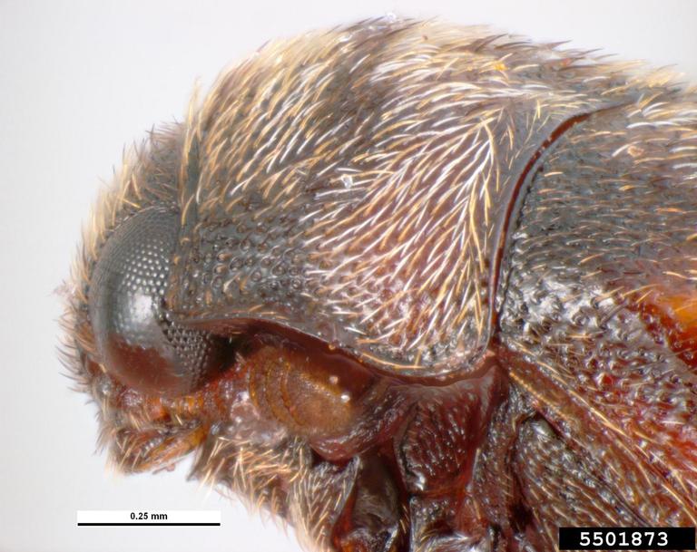 trogoderma dermestid beetle (Trogoderma varium (matsumura & Yoloyama))