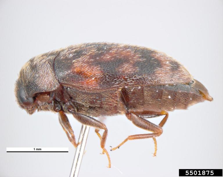 trogoderma dermestid beetle (Trogoderma varium (matsumura & Yoloyama))
