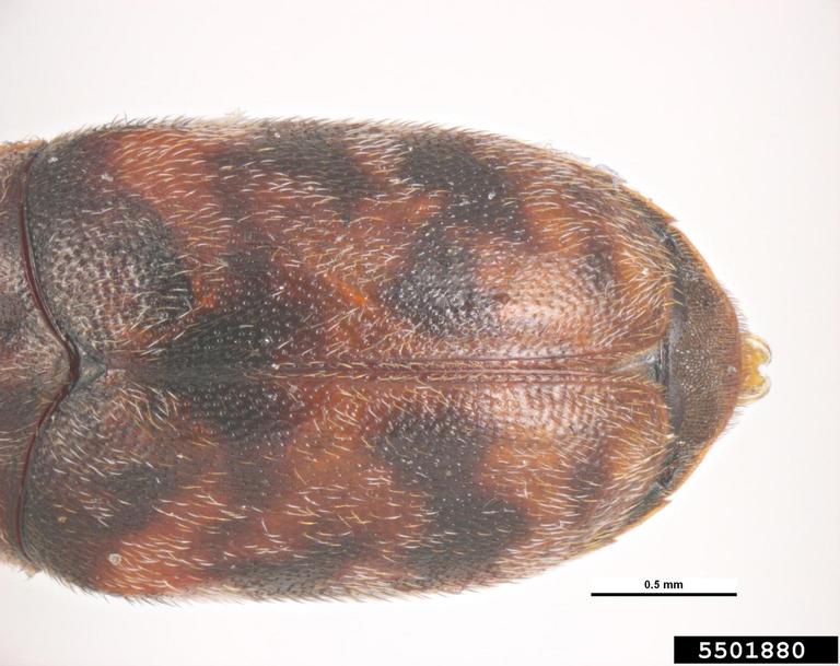 trogoderma dermestid beetle (Trogoderma varium)