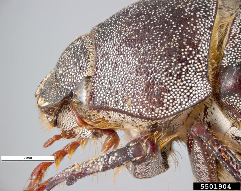 grisea canegrub (Lepidiota grisea)