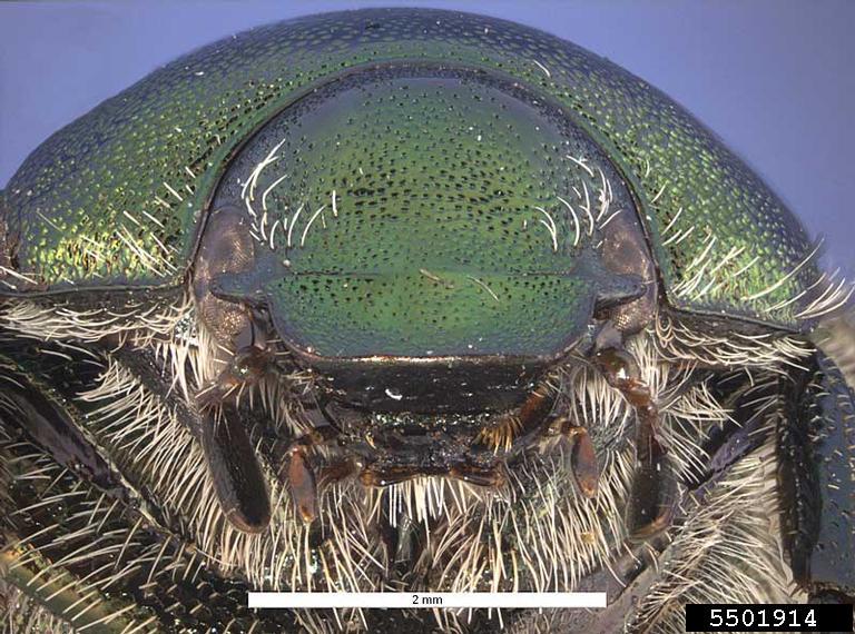 taro beetle (Papuana woodlarkiana (Montrouzier, 1855)