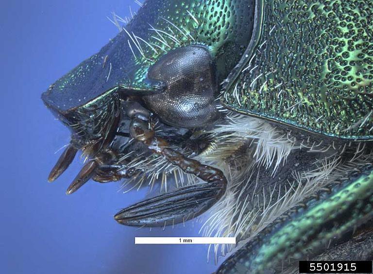 taro beetle (Papuana woodlarkiana)