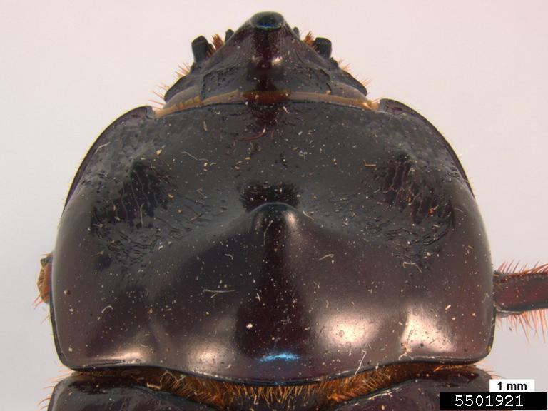 taro beetle (Papuana woodlarkiana)