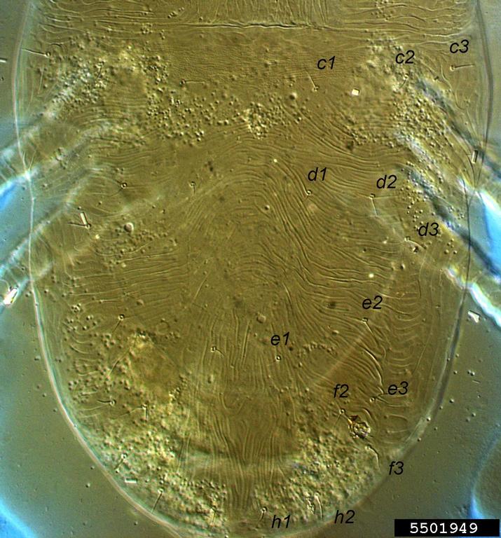 flat mite (Aegyptobia pseudoleptoides)