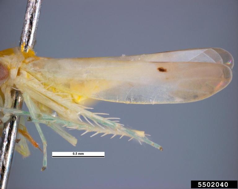 Indian cotton leafhopper (Amrasca biguttula biguttula (Ishida, 1912))