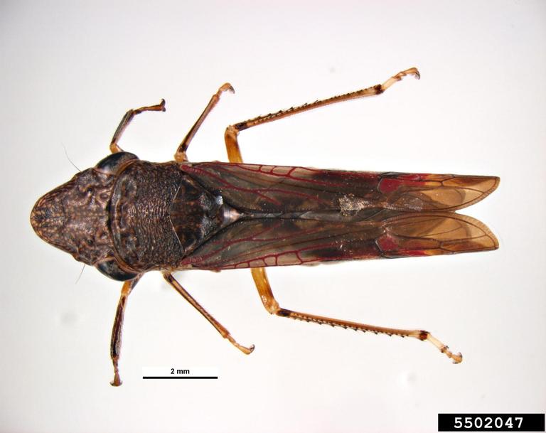 glassy-winged sharpshooter (Homalodisca vitripennis)