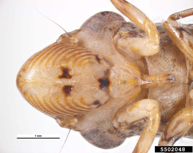 glassy-winged sharpshooter (Homalodisca vitripennis)