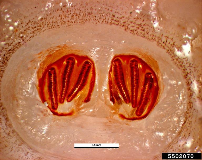flesh flies (Genus Sarcophaga)