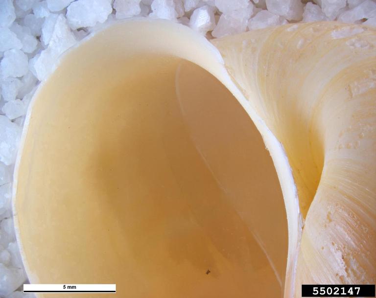 channeled apple snail (Pomacea canaliculata Lamarck, 1819)