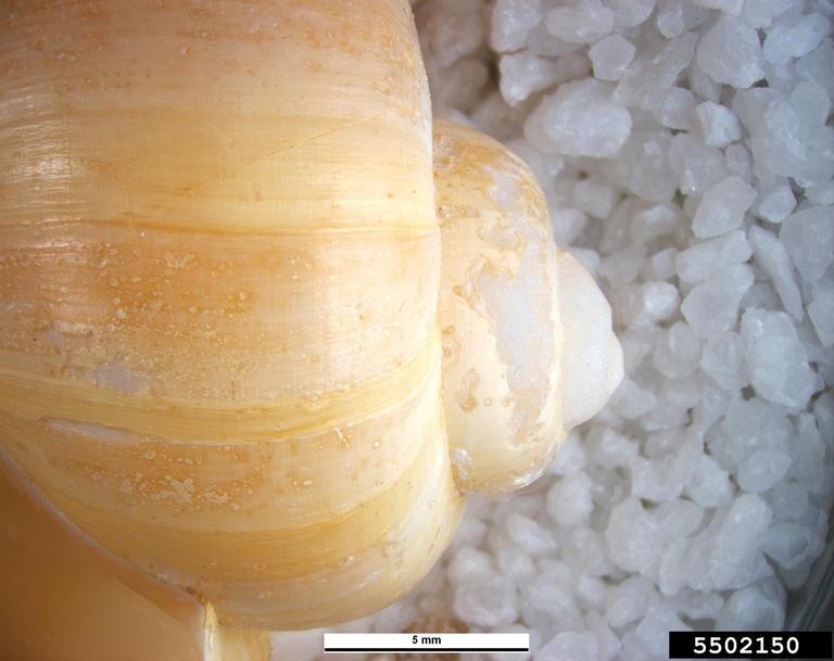 channeled apple snail (Pomacea canaliculata Lamarck, 1819)