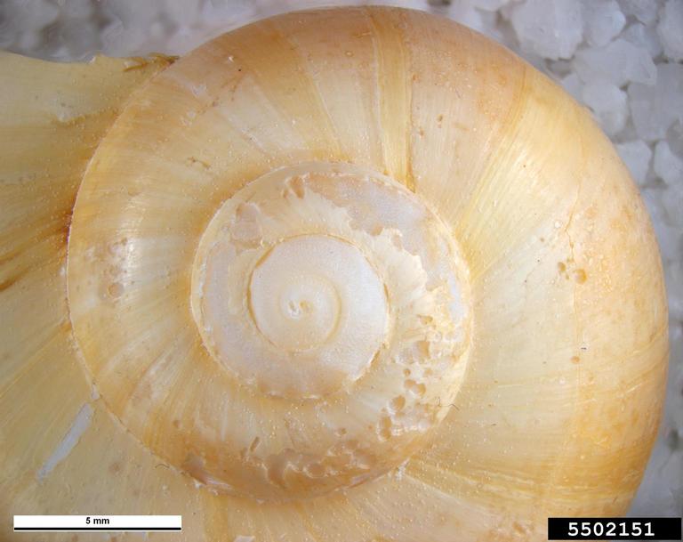 channeled apple snail (Pomacea canaliculata)