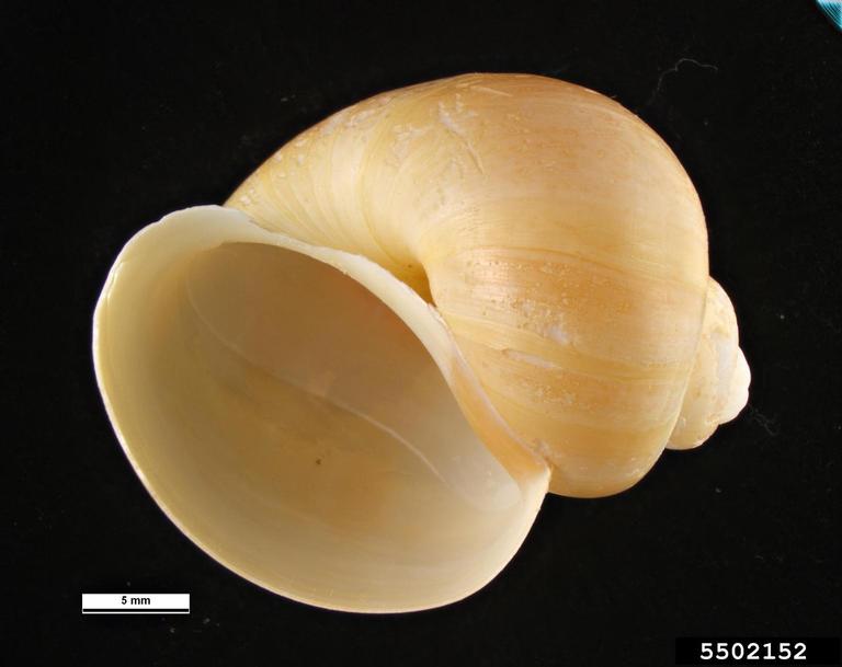 channeled apple snail (Pomacea canaliculata Lamarck, 1819)