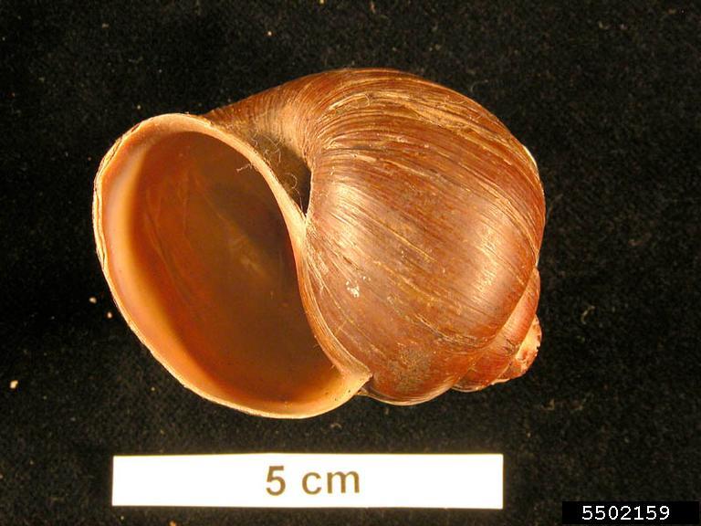 apple snail (Pomacea guyanensis (Lamarck, 1822))