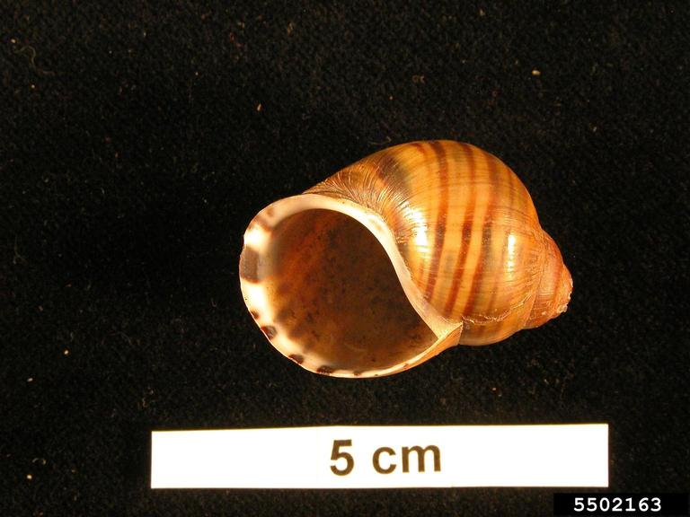 apple snails (Genus Pomacea Perry, 1810)
