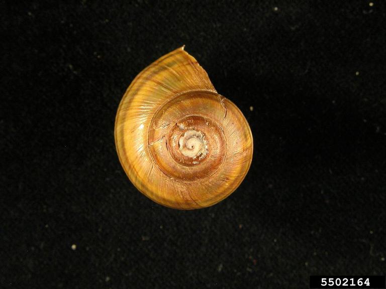 apple snails (Genus Pomacea Perry, 1810)