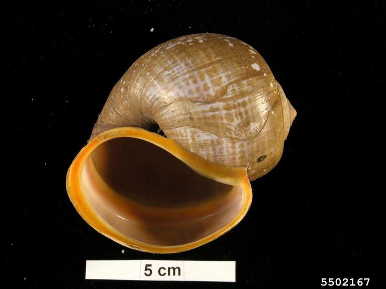 apple snails, Pomacea spp. (Architaenioglossa: Ampullariidae) - 5502167