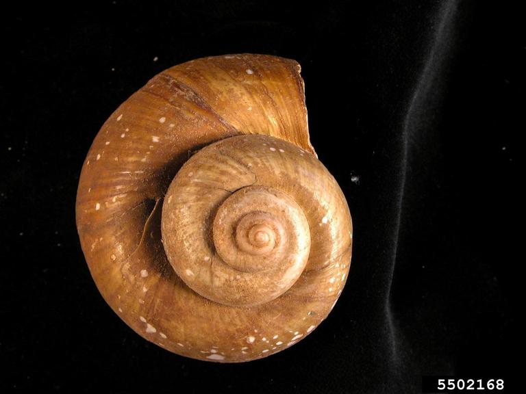 apple snails (Genus Pomacea)