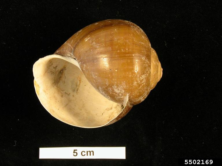 apple snails (Genus Pomacea)