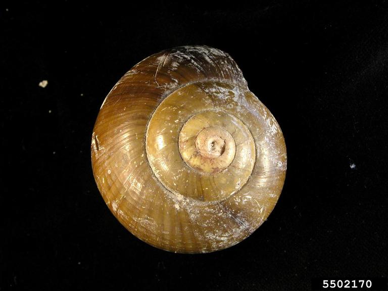 apple snails (Genus Pomacea)