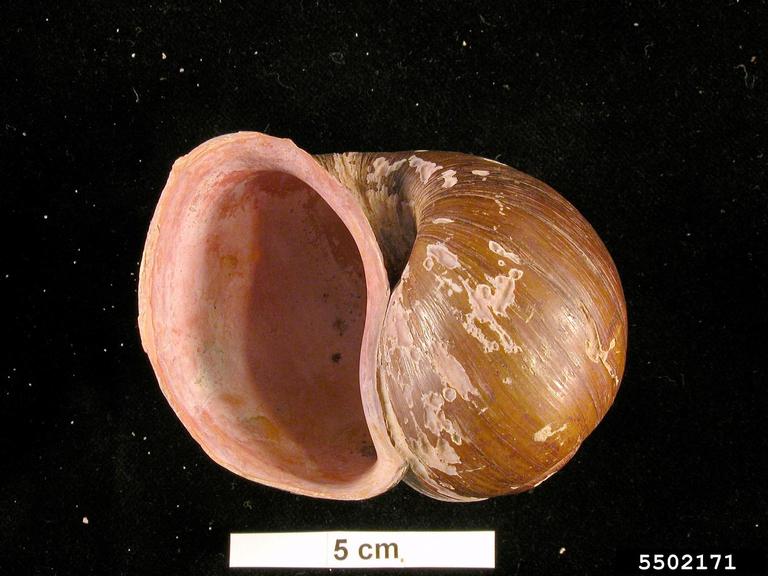apple snails (Genus Pomacea)