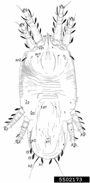 flat mite (Acaricis plana Beard & Gerson)