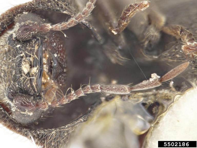 death-watch beetles (Family Anobiidae Stephens, 1830)