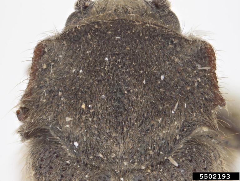 death-watch beetles (Family Anobiidae Stephens, 1830)