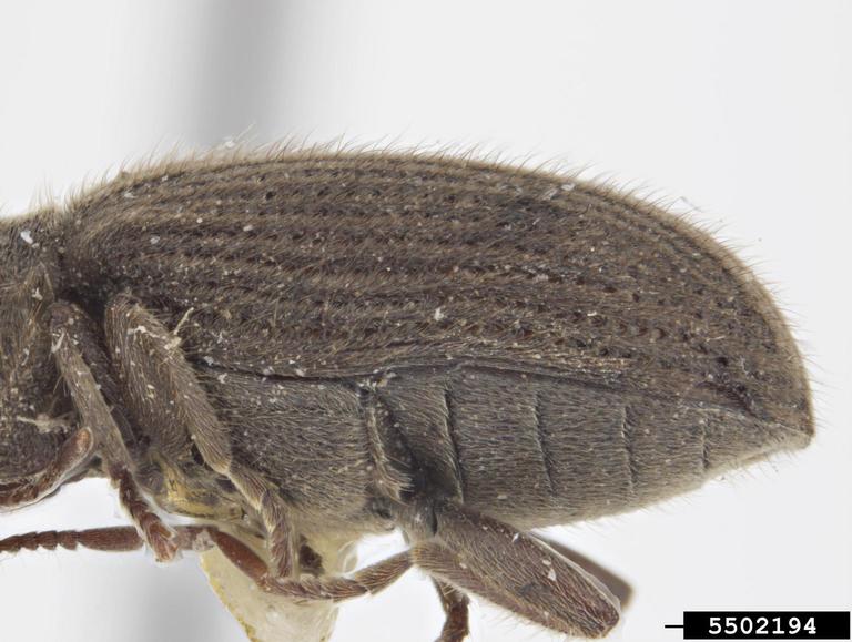 death-watch beetles (Family Anobiidae)