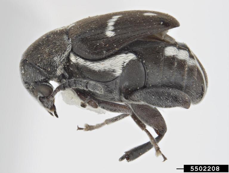 seed bruchid beetle (Bruchus elegans (Blanchard, 1851))