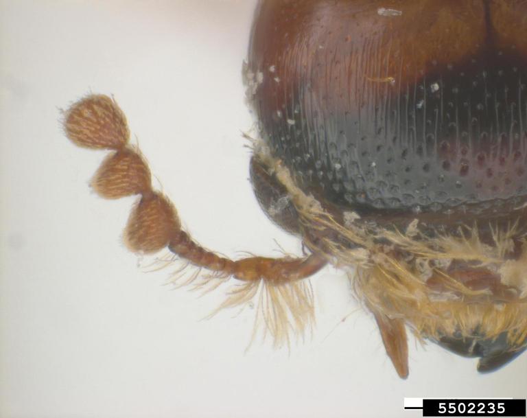 auger beetle (Dinoderus ocellaris Stephens, 1830)