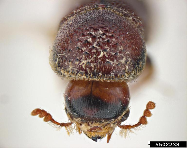 auger beetle (Dinoderus ocellaris)