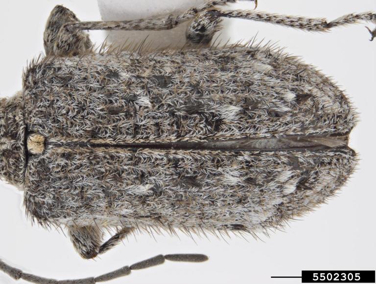 spider beetle (Ptinus ruficapillus Pic, 1899)