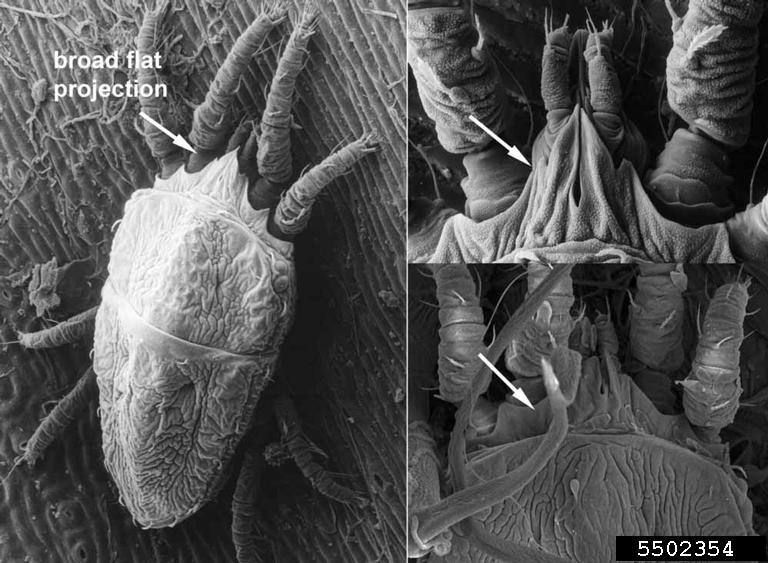 flat mite (Genus Brevipalpus)