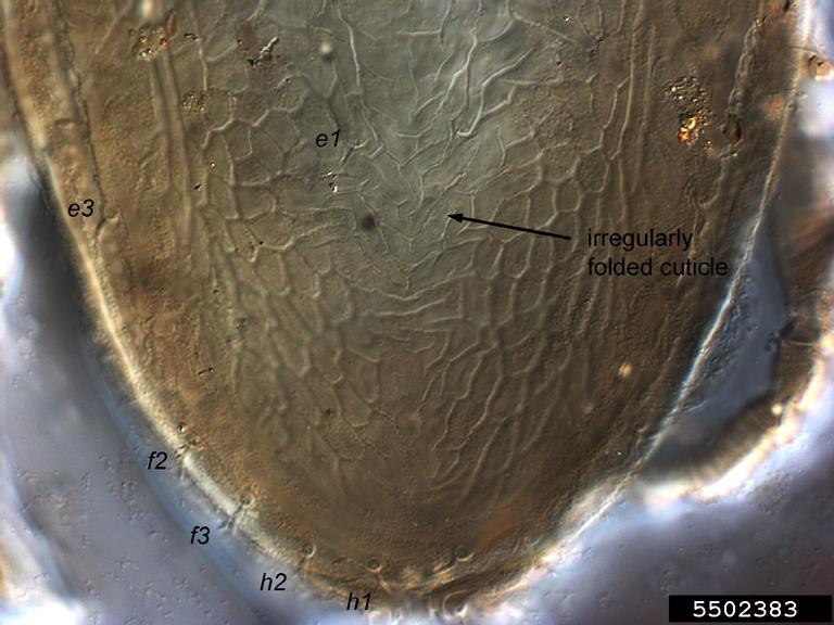 flat mite (Brevipalpus californicus group species B)