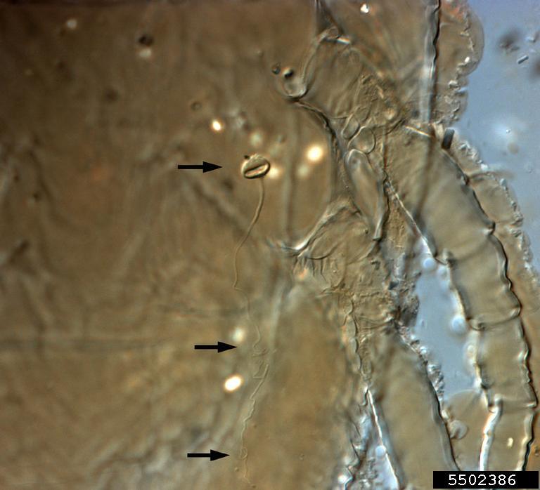 flat mite (Brevipalpus californicus group species B)
