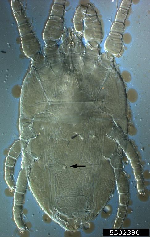 flat mite (Brevipalpus californicus group species B)