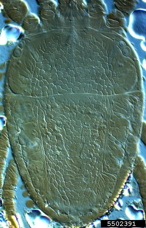 flat mite (Brevipalpus californicus group species C)