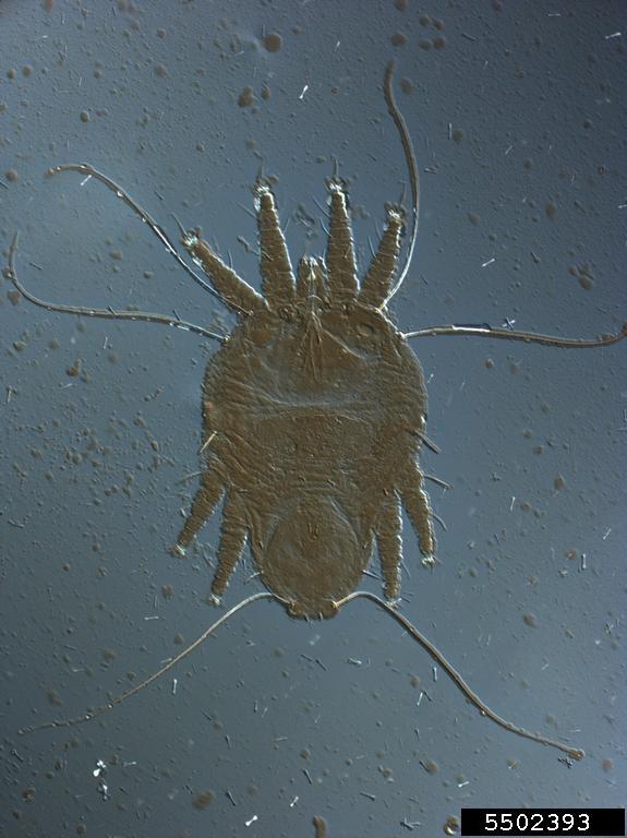 flat mite (Brevipalpus chamaedorea)