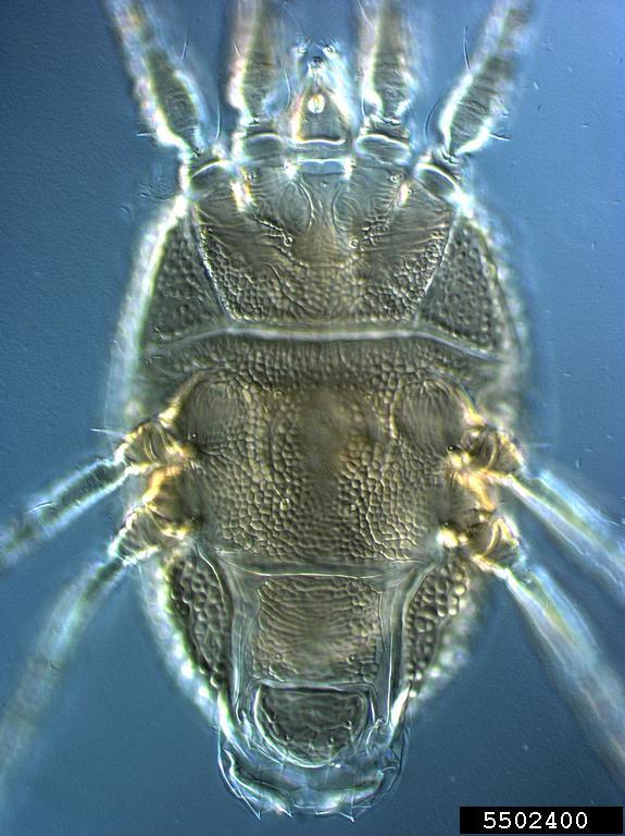 flat mite, Brevipalpus chamaedoreae (Acari: Tenuipalpidae) - 5502400
